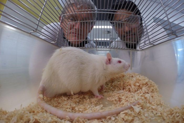 MAG-pie Alert!... #12 TOXICITY OF IRON: OK, know anybody who's ...